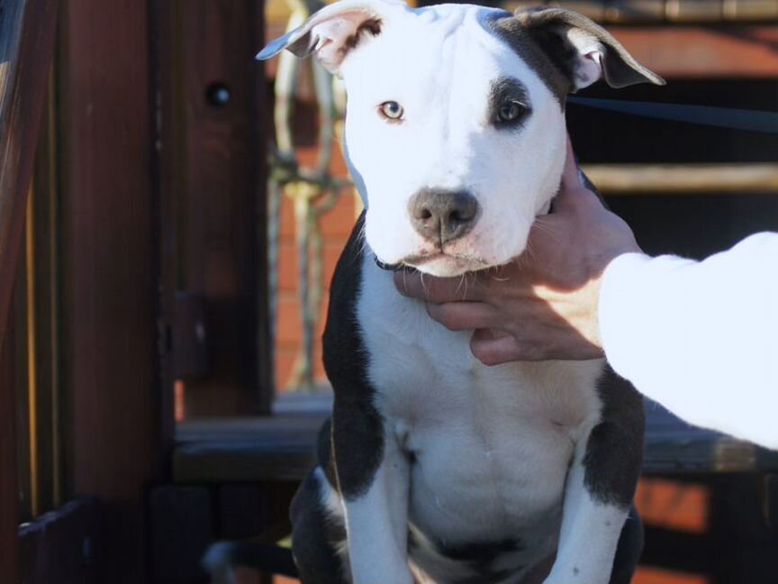 Твой лучший друг