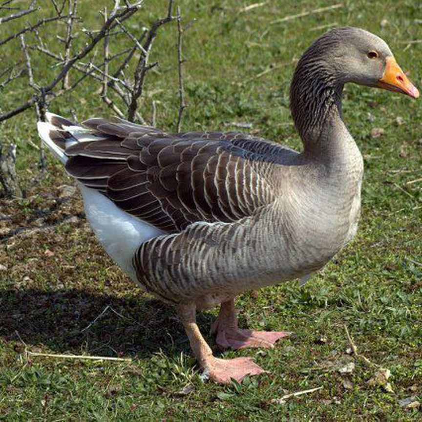 Крупные серые гуси