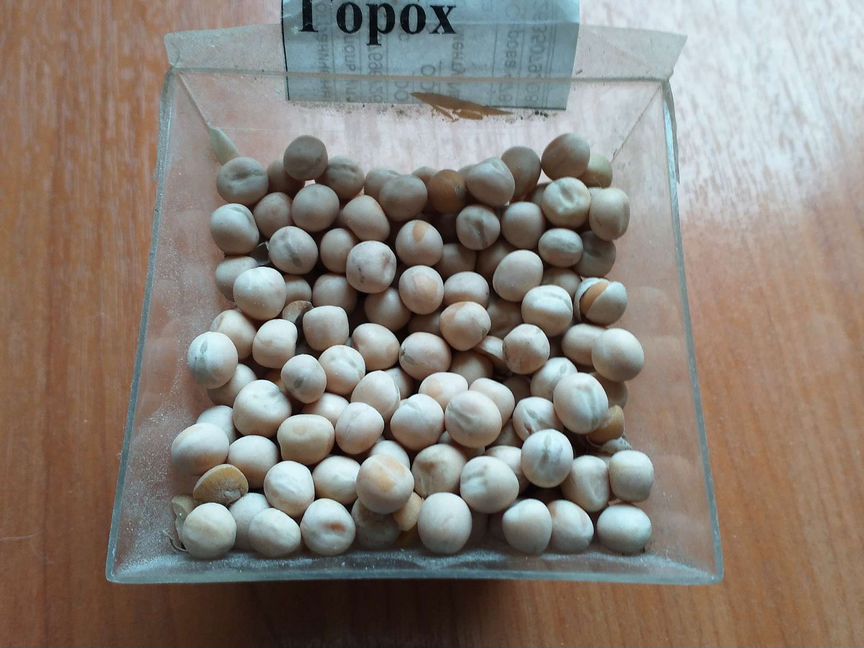Горох