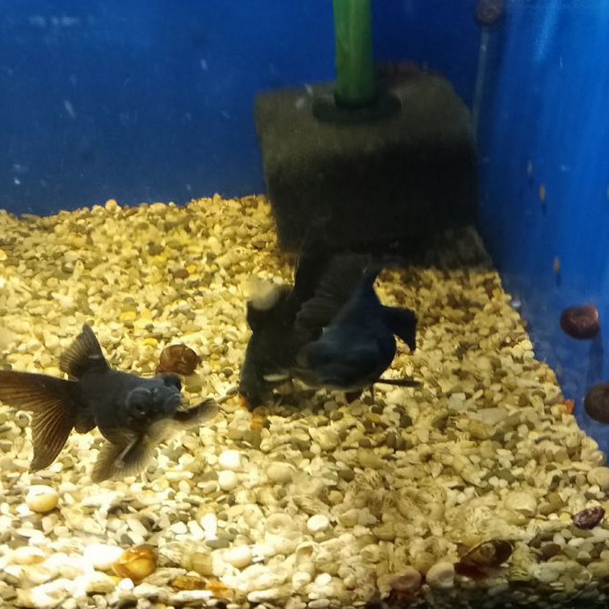 Золотые рыбки