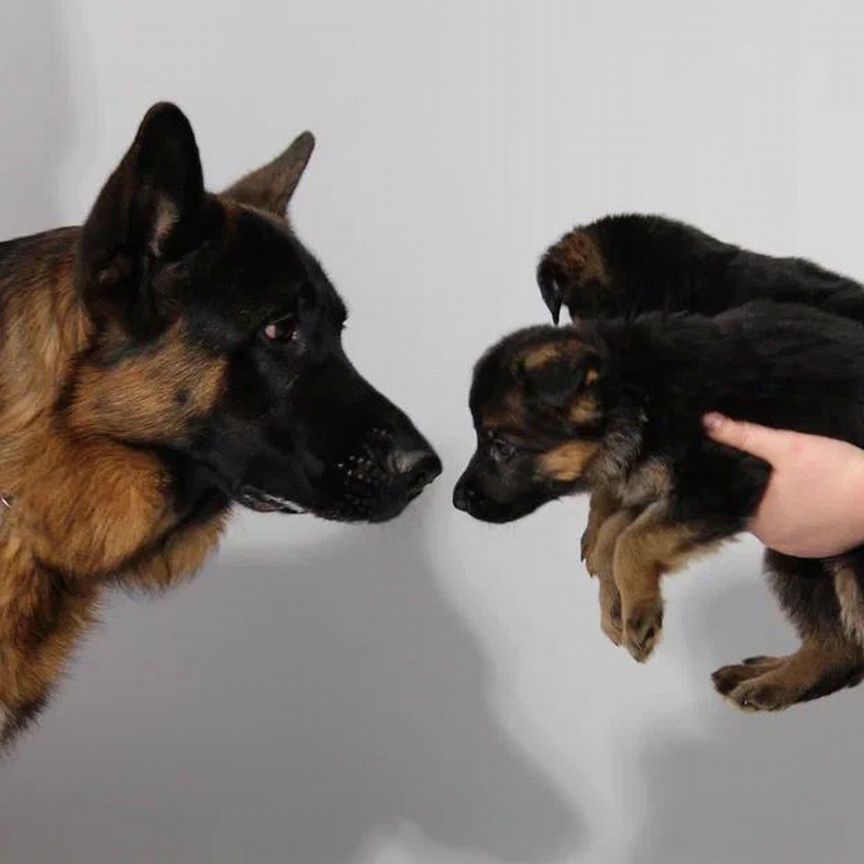 Щенки немецкой овчарки
