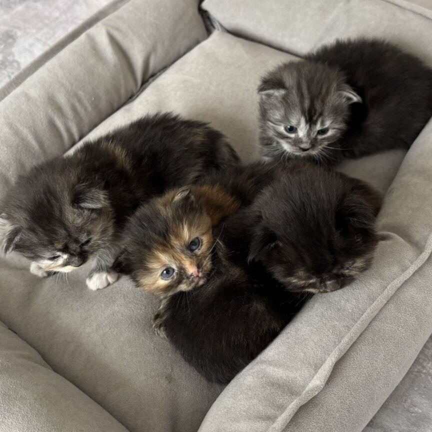 Сибирский котёнок