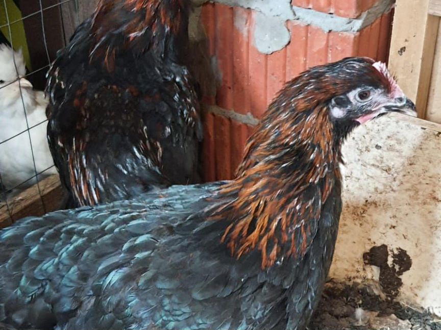 Куры молодки