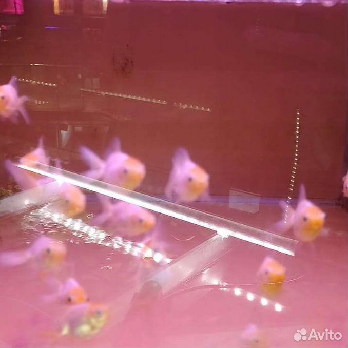 Золотые рыбки оранды