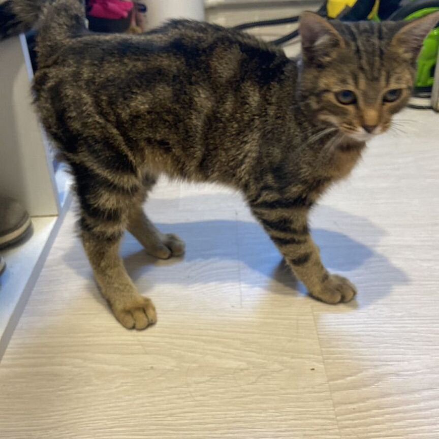 Отдам кота в добрые руки