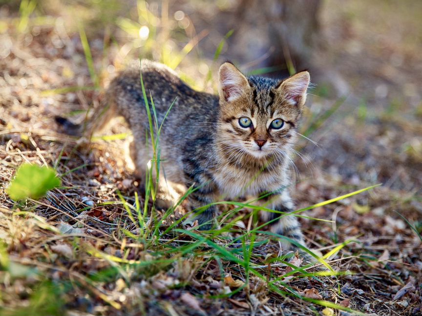 Котенок с хорошим характером