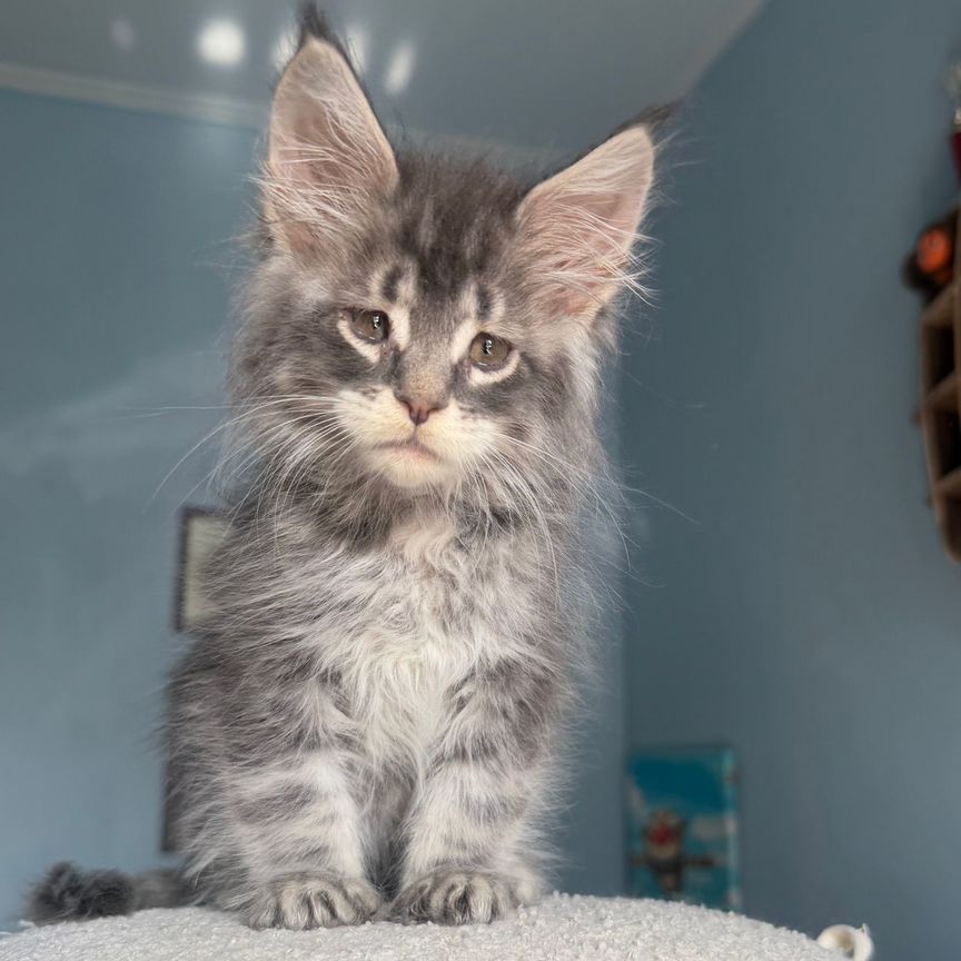 Мейн-кун котёнок