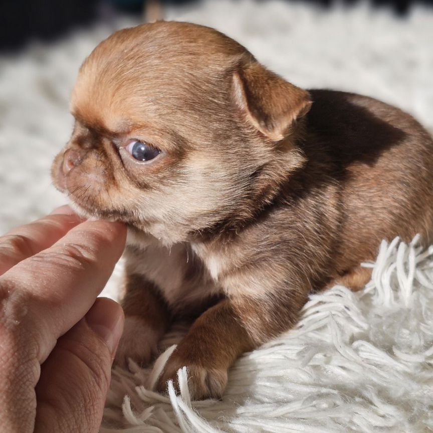 Чихуахуа, щенок