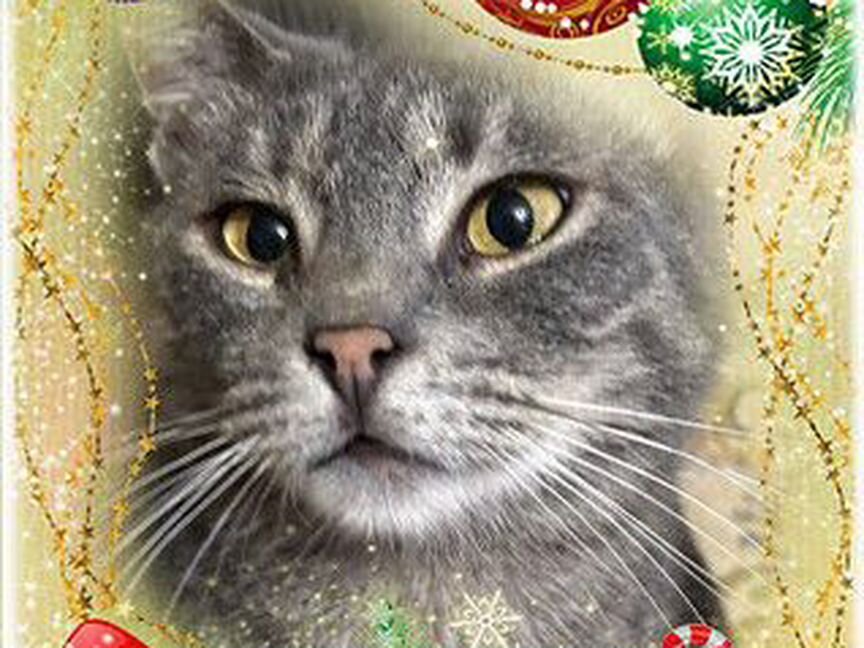 Умная красивая девочка ищет передержку или дом