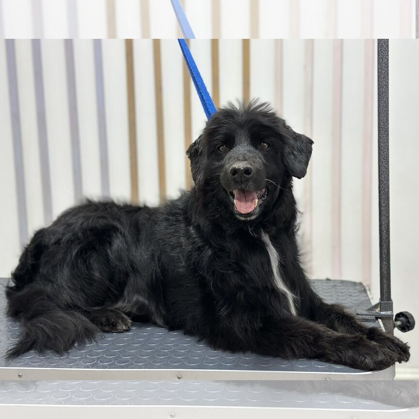 Ирландский сеттер, взрослый пёс