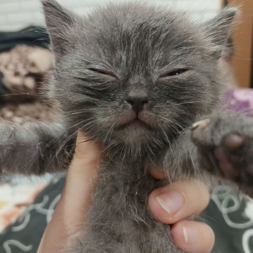 Котëнок, девочка ищет любящих хозяев. 6 недель