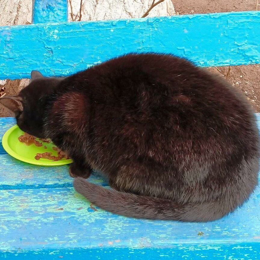 Кошке нужен дом