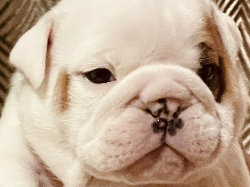Английский бульдог