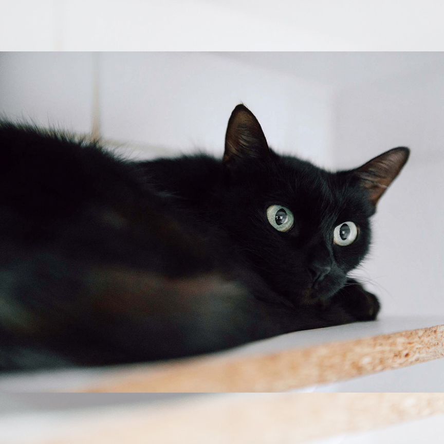 Взрослая кошка из приюта