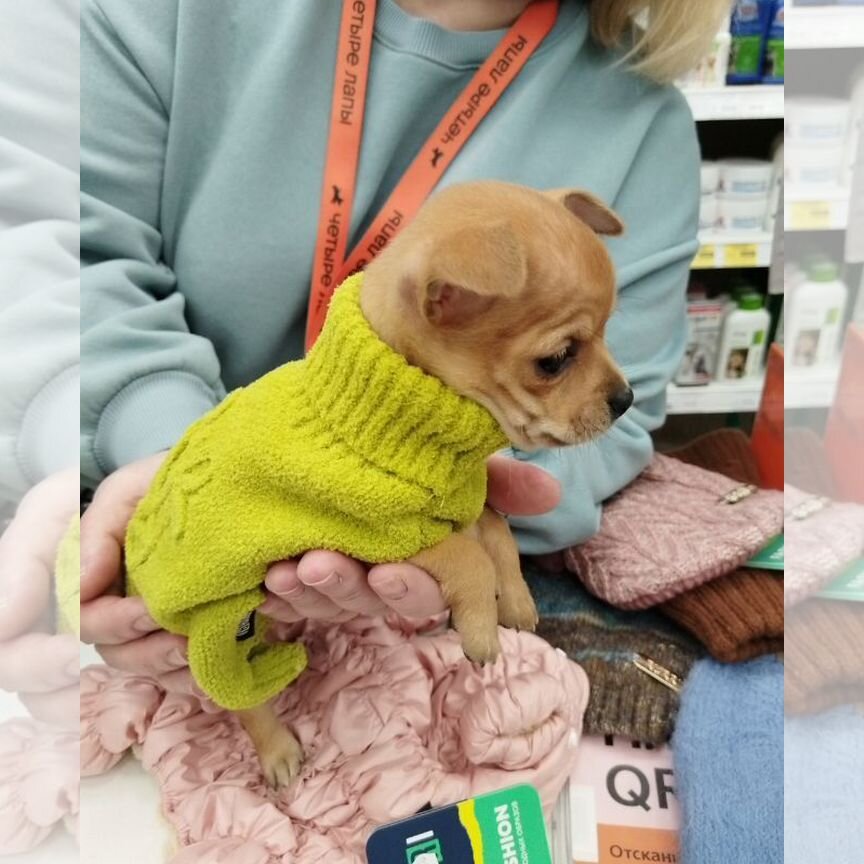 Чихуахуа, щенок