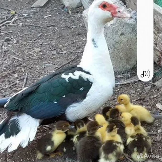 Продам суточных мускусных индоутят