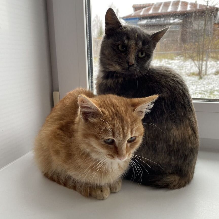 Котята в добрые руки