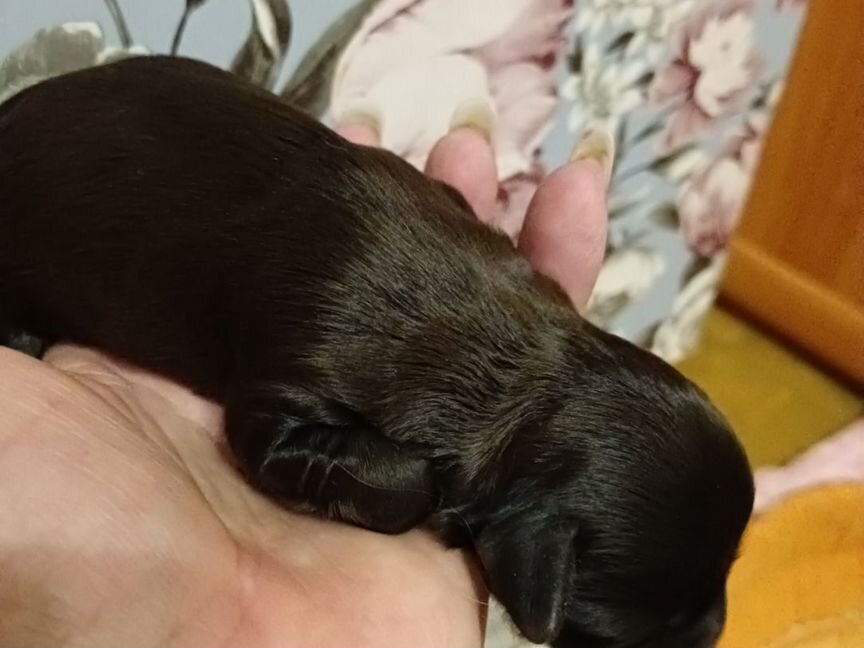 Щенки мальтипу мини