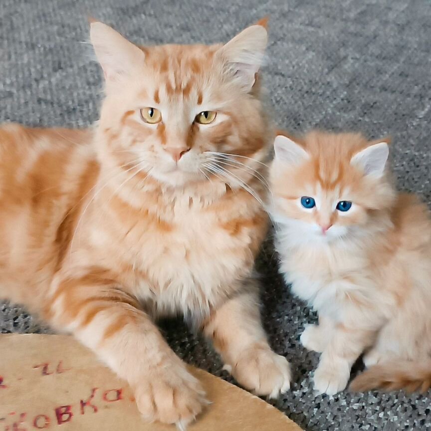Котята
