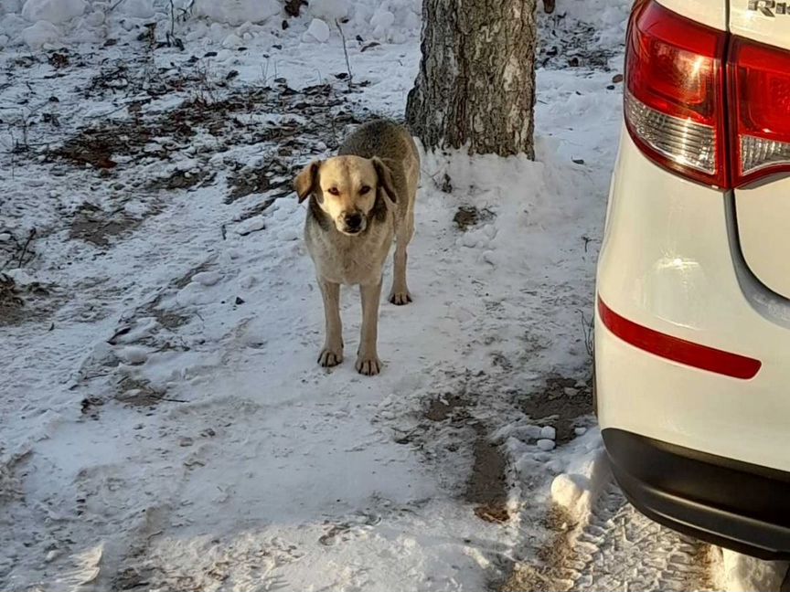 Собака,нужен дом