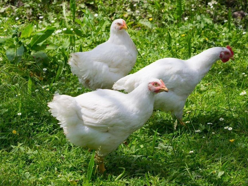 Куры несушки коричневой яйценоской породы