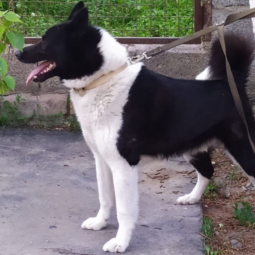 Русско европейская лайка