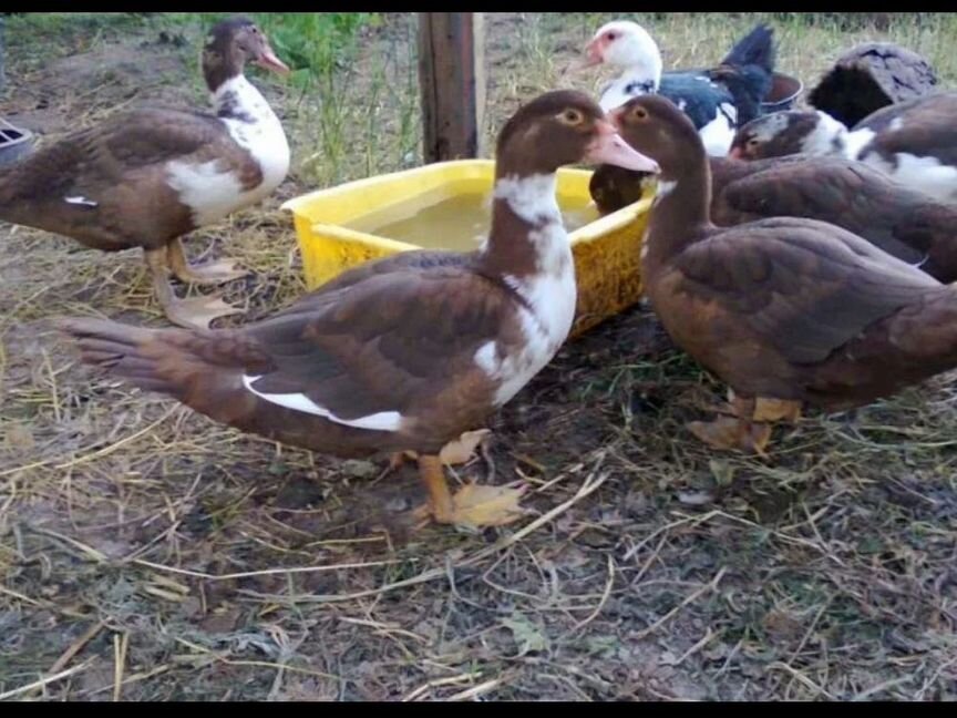 Мускусные утки