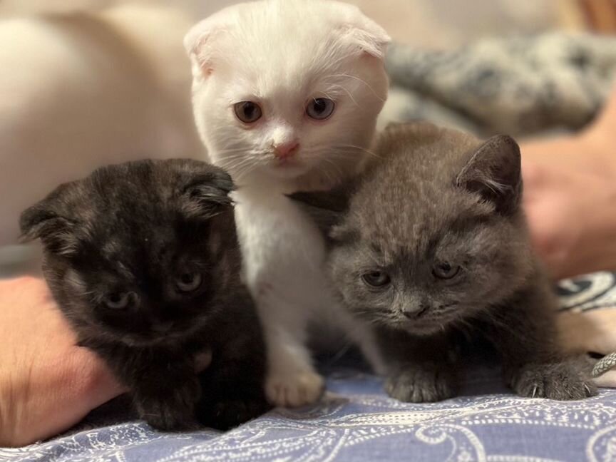 Шотландские котята