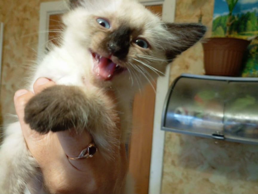 Ищу добрые руки для котёнка