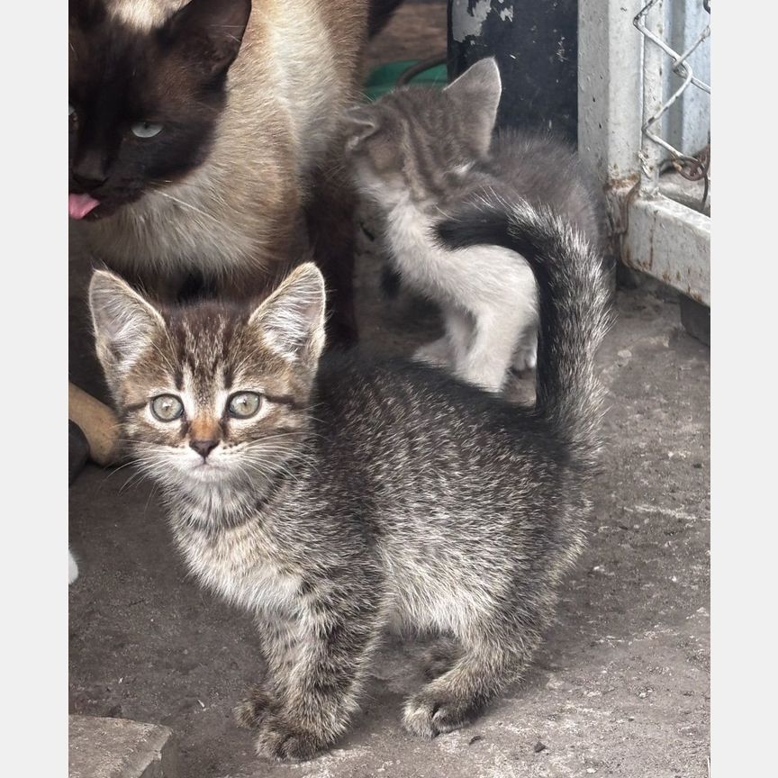 Отдам котят