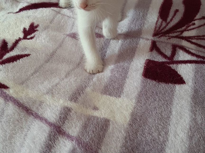 Отдам в добрые руки белого котика