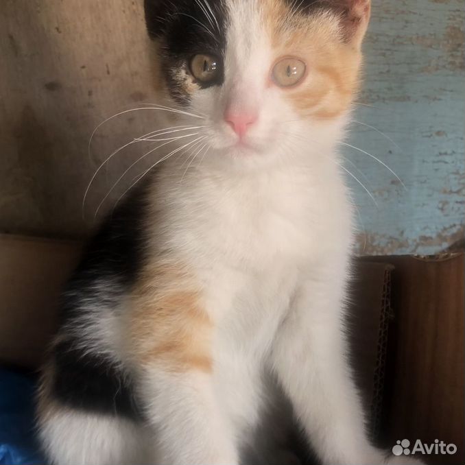Трехцветный котенок девочка