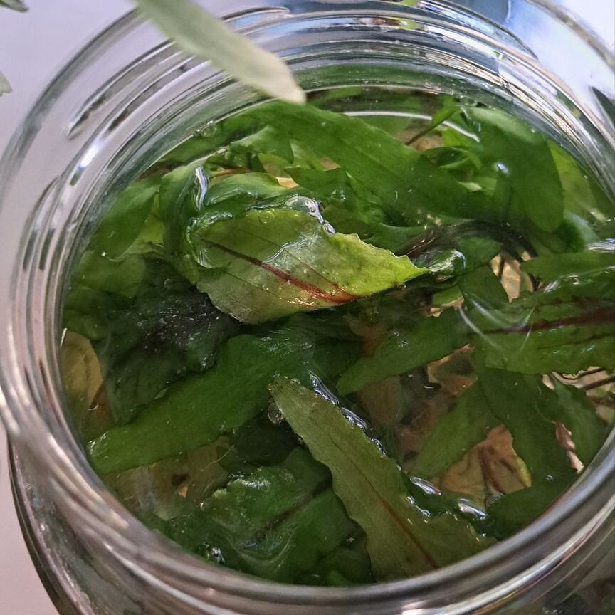 Аквариумное растение