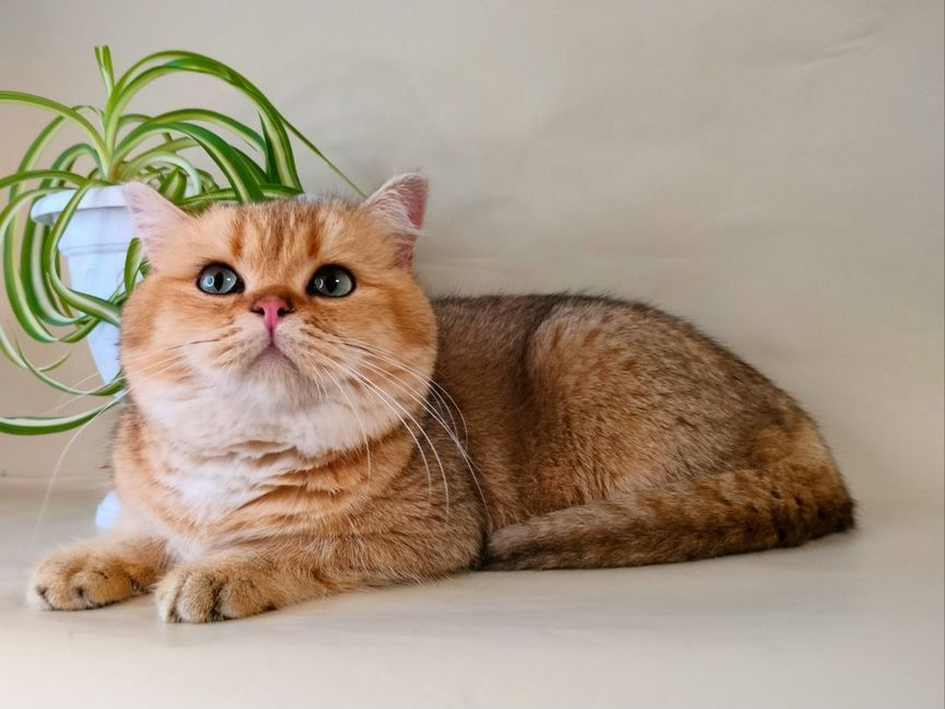 Золотой британский кот