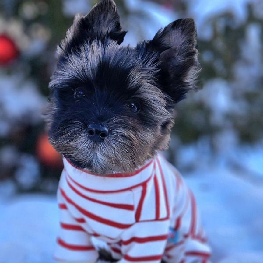 Йоркширский терьер, щенок