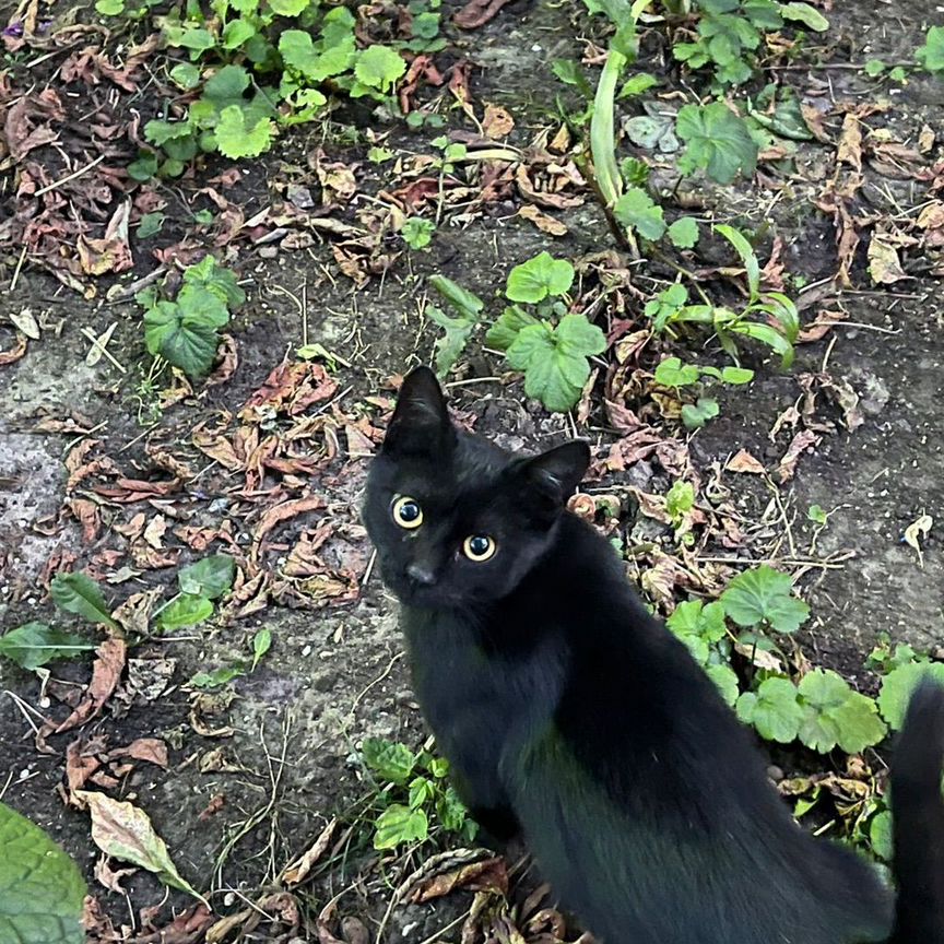 Черный котенок в добрые руки