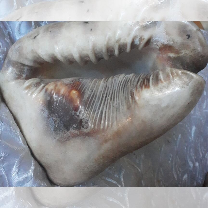Морская ракушка