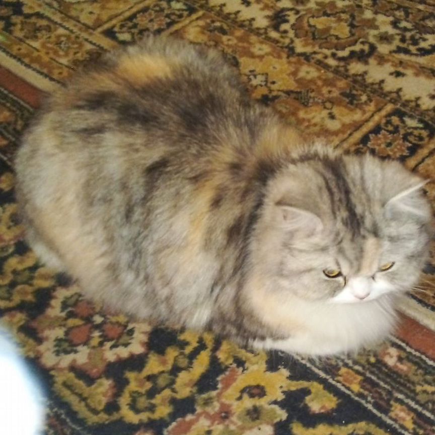 Кошка 3 года