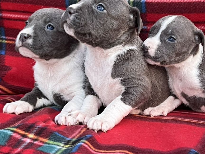 Голубые щенки стаффа