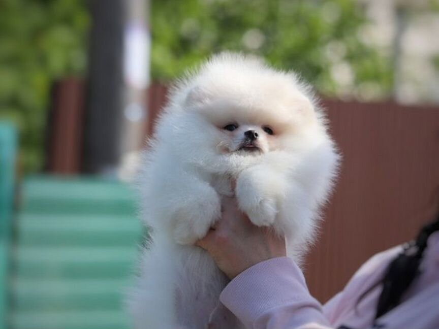 Шикарный малыш померанец