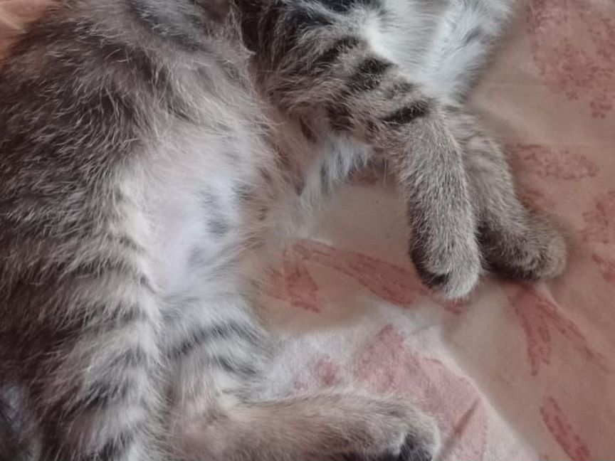 Серебристая девочка 2 месяца