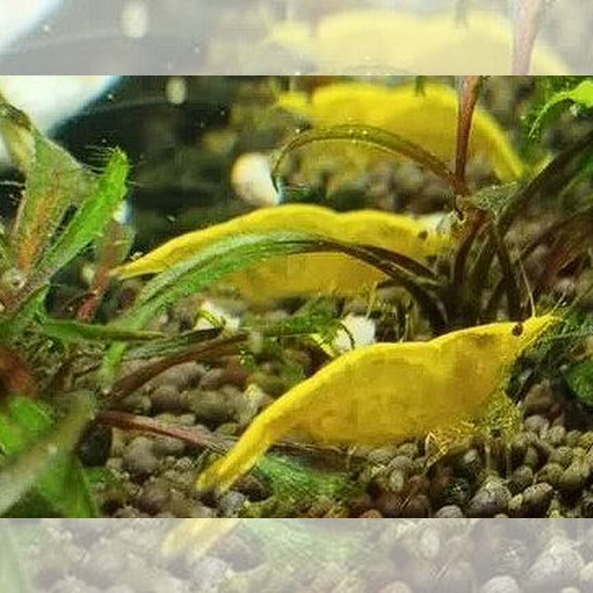 Креветки желтые аквариумные