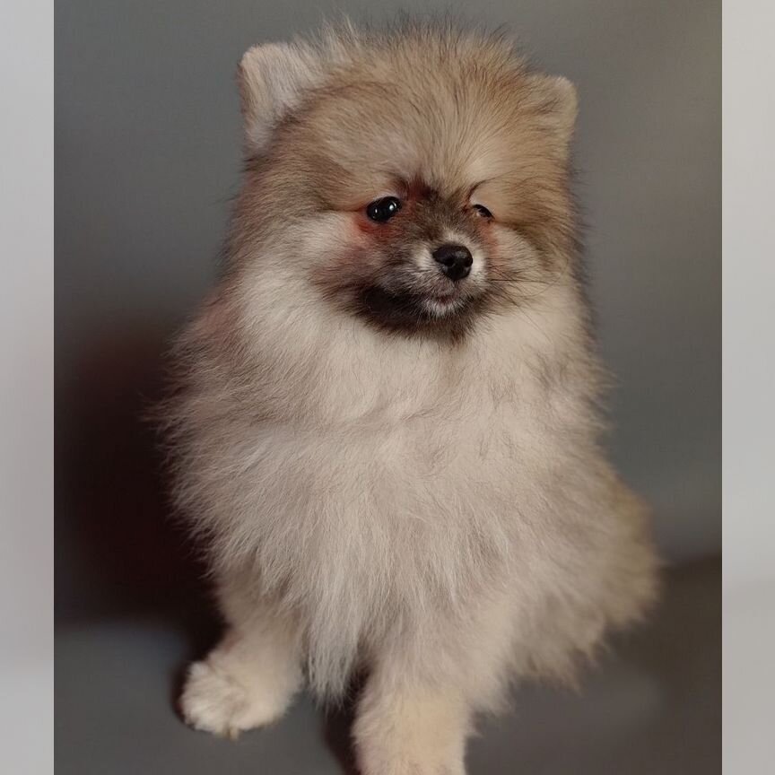 Померанский шпиц, щенок