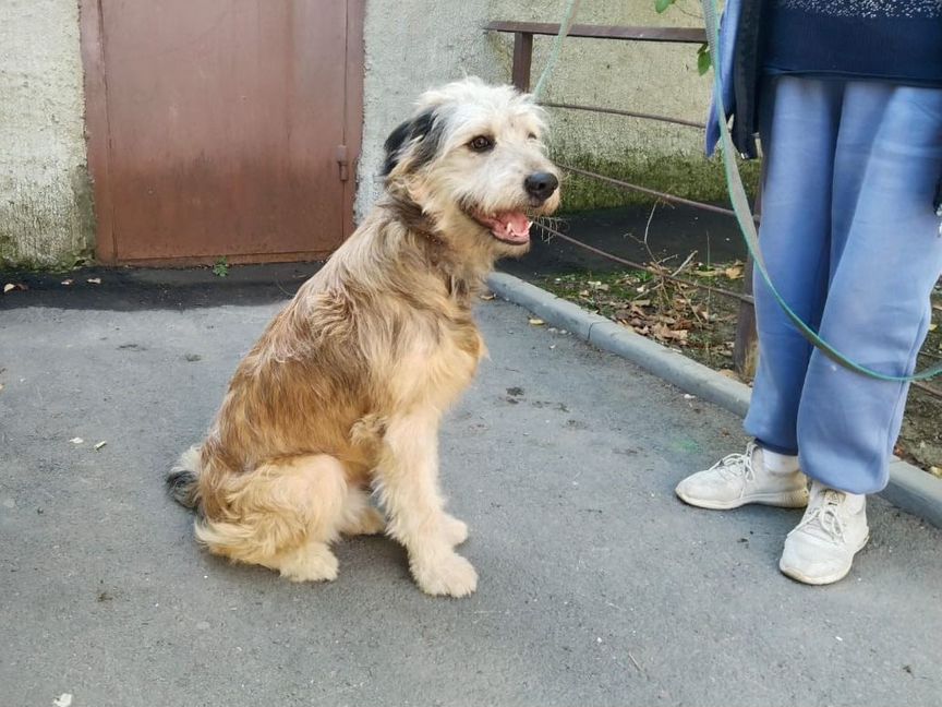 Крупный щенок в добрые руки