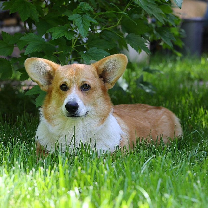 Вельш-корги пемброк