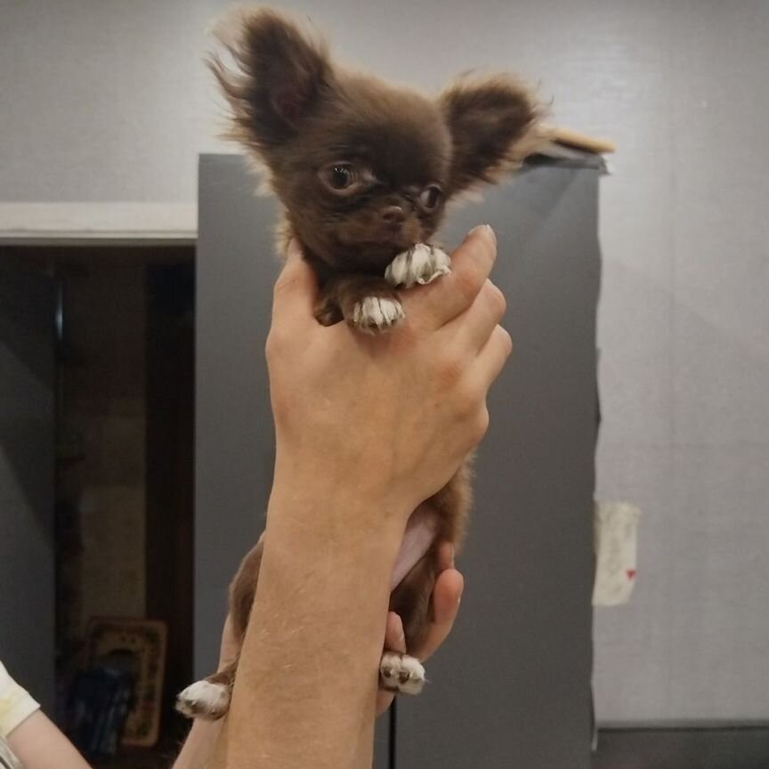 Чихуахуа, щенок