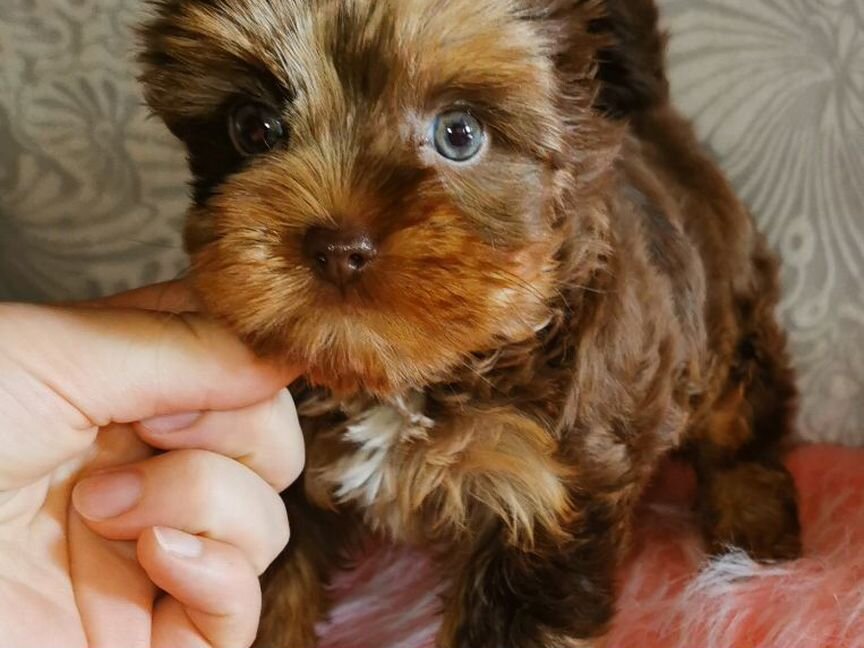 Красотка Шоко Мерле