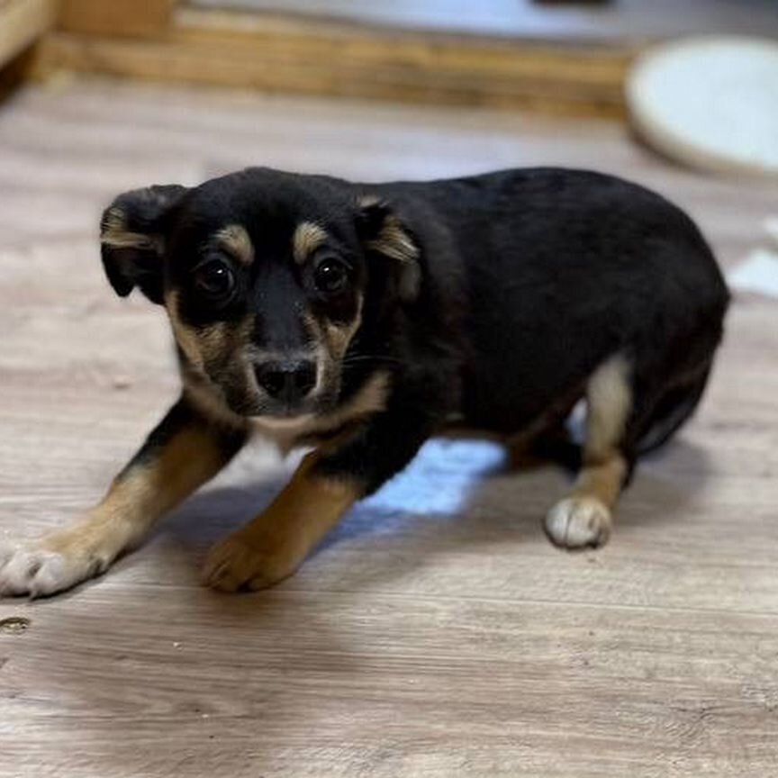 Щенок в добрые руки