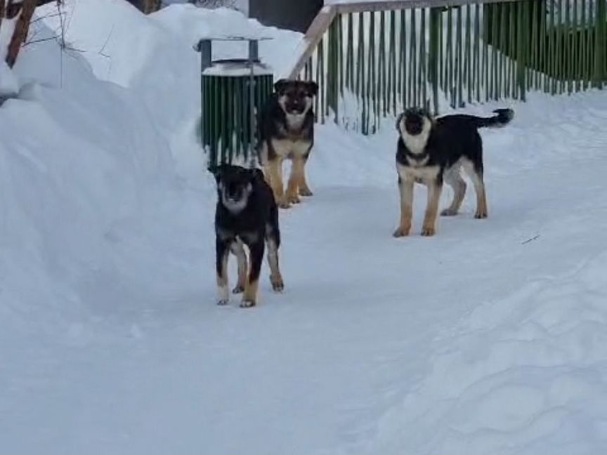 Щенки живут на улице