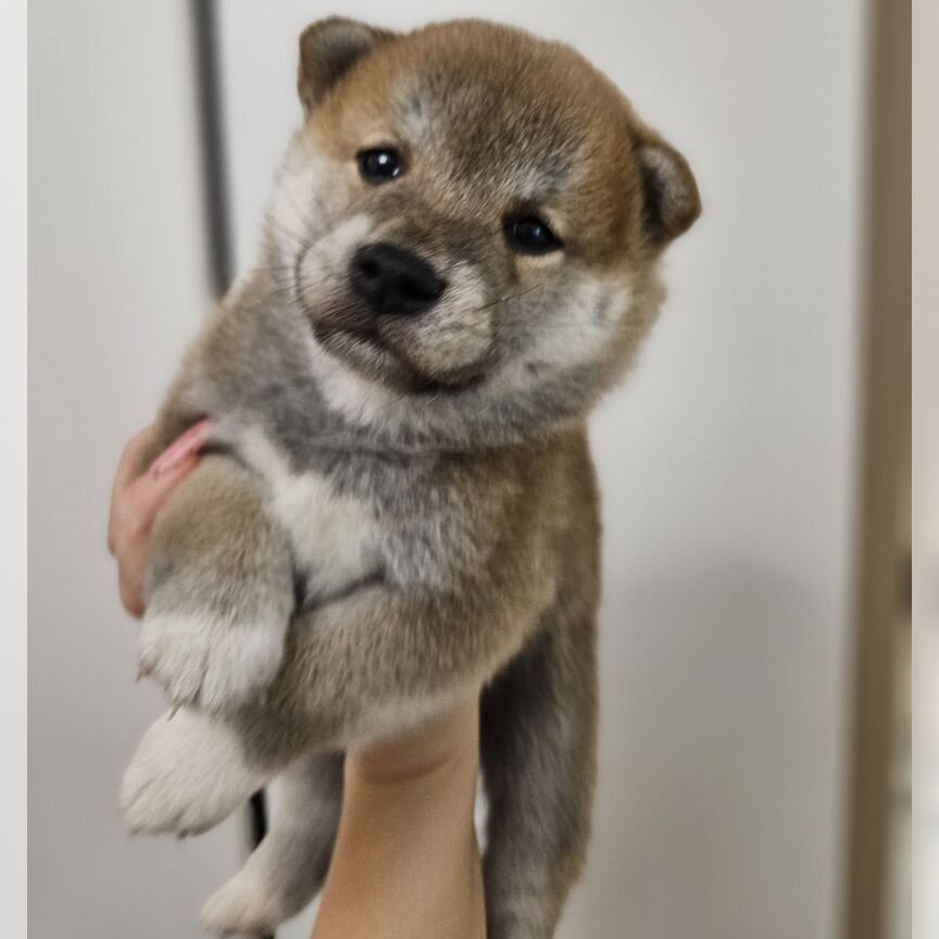 Сиба-ину, щенок